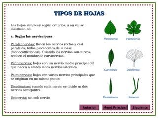 Las Hojas | PPT
