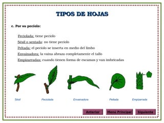 Las Hojas | PPT