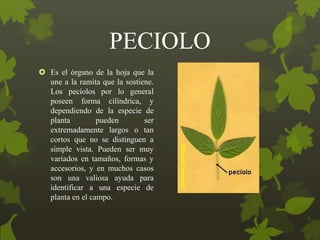 LAS HOJAS Y SU FORMACION | PPTX