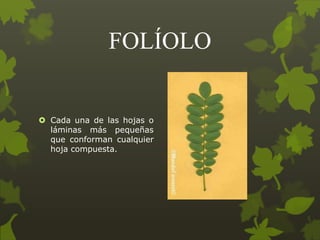 LAS HOJAS Y SU FORMACION | PPTX