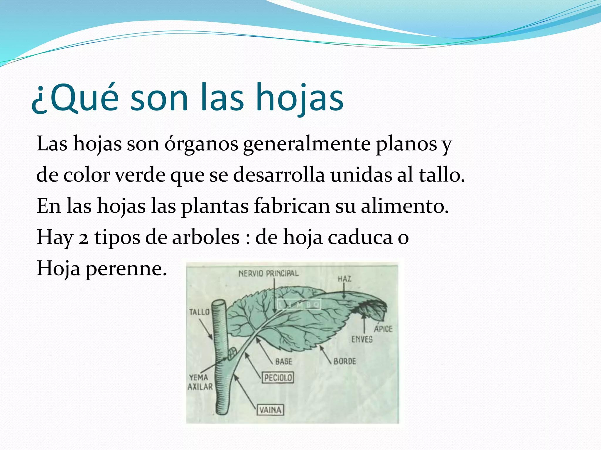 Las hojas | PPTX
