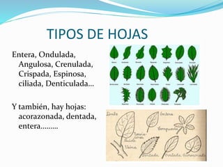 Las hojas | PPTX