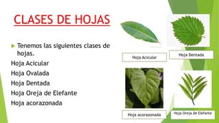 LAS PARTES DE LAS HOJAS . - 3ERO PRIMARIA | PPTX
