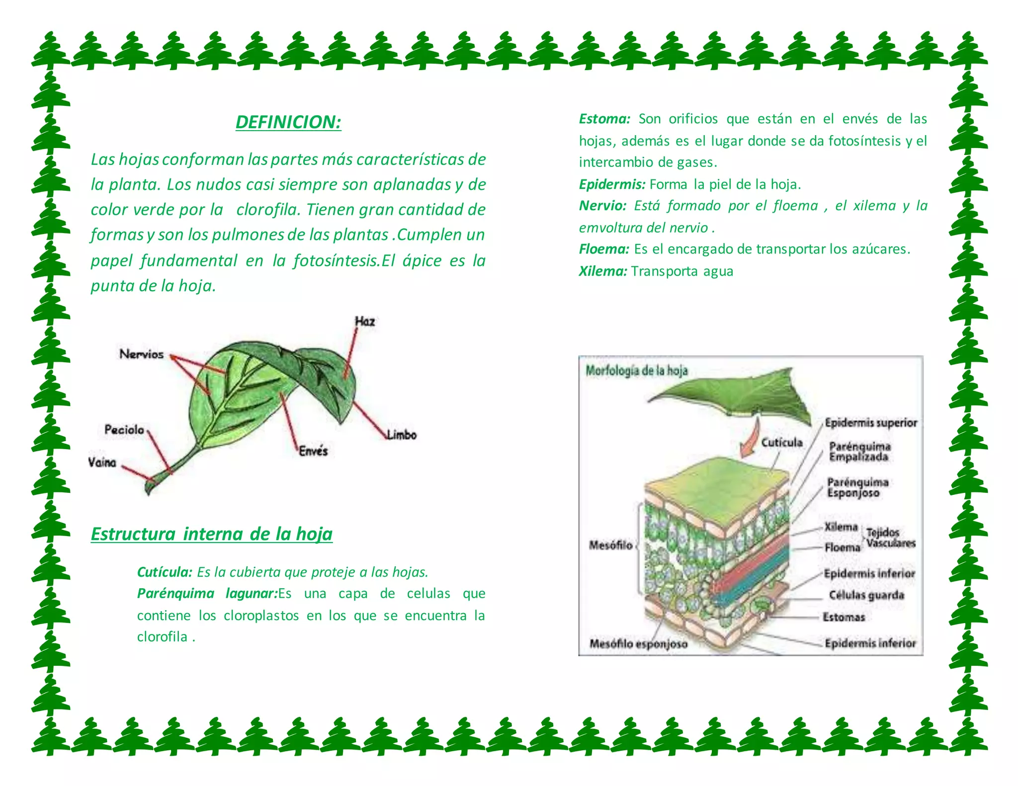 Partes Internas De Una Hoja