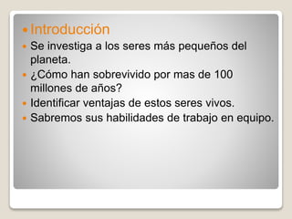 Las hormigas y el trabajo en equipo | PPTX