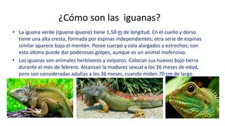 Las iguanas | PPTX