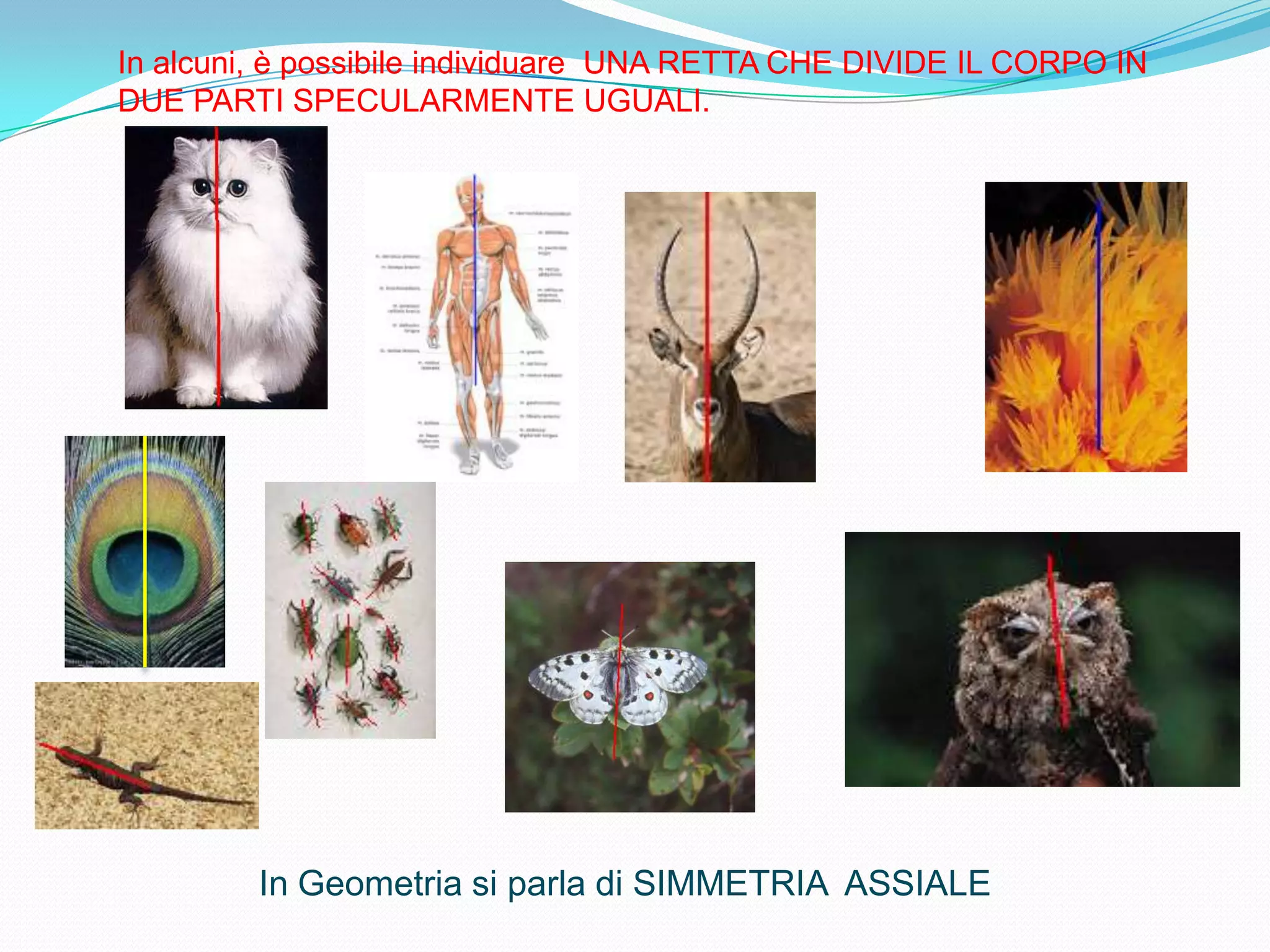 La simmetria in natura e arte | PPTX