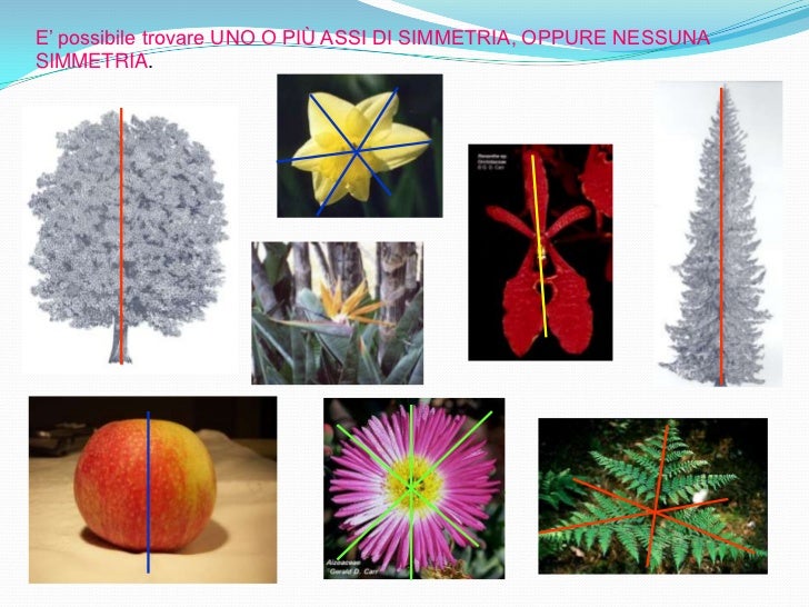 La simmetria in natura e arte