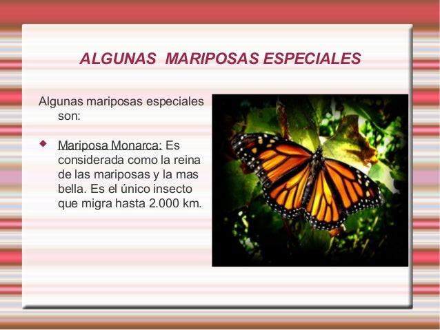 Acerca De Mariposas On