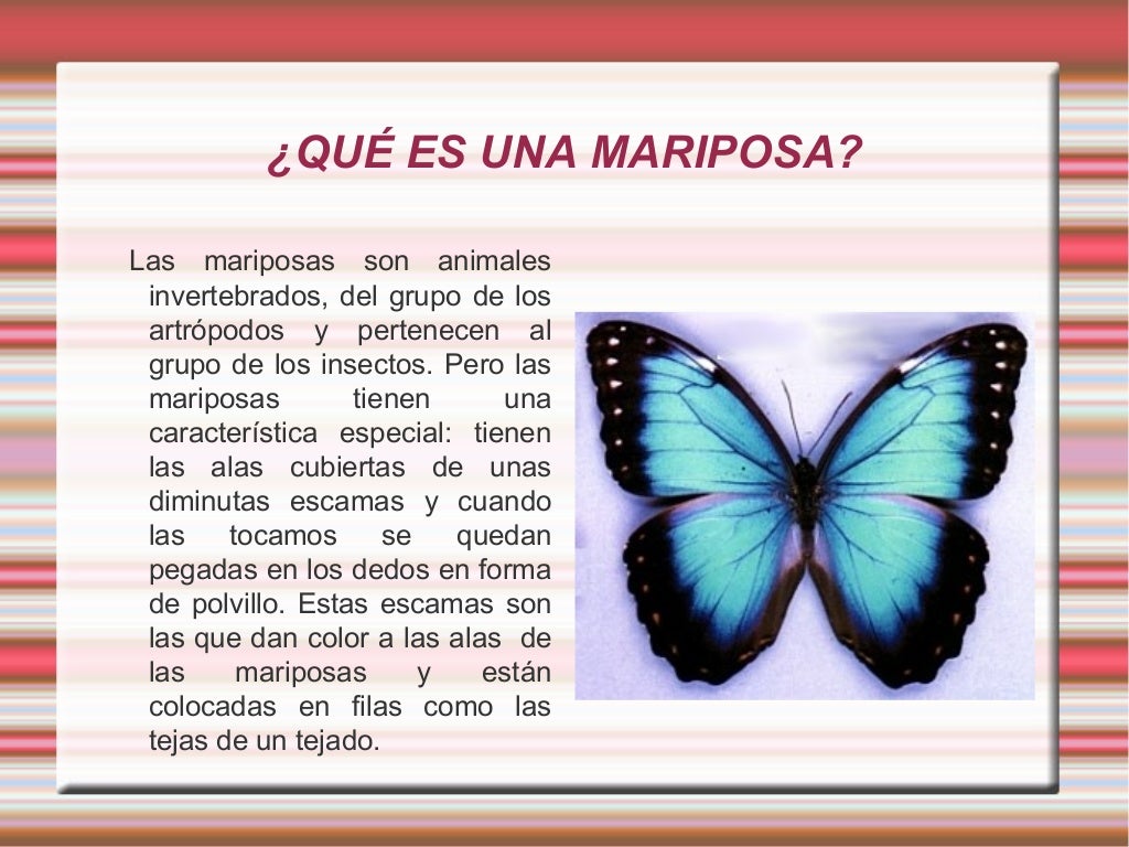 La Mariposa Y Sus Caracteristicas at Catherine Fletcher blog
