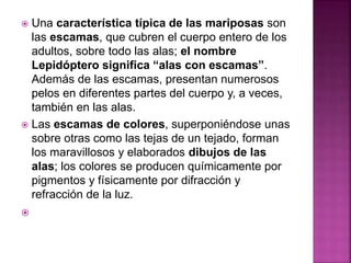 Las mariposas | PPTX