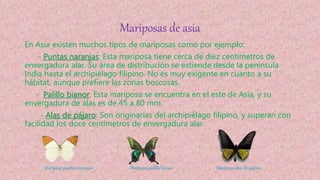 Las mariposas | PPTX