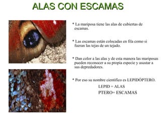 Las mariposas powerpoint | PPT