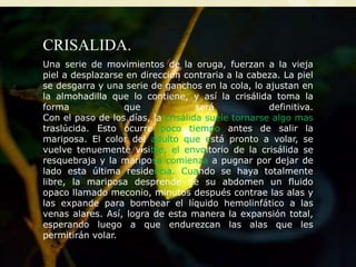 Las mariposas y su metamorfosis | PPTX