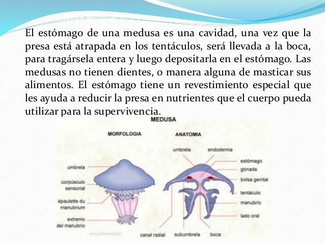 Partes Del Cuerpo De La Medusa