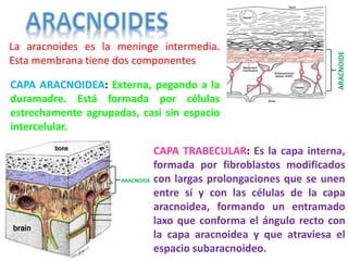 Las Meninges | PPTX