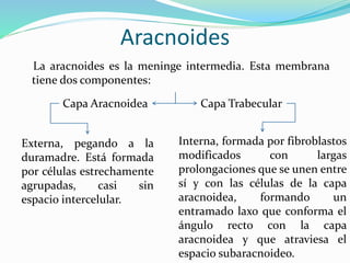 Las meninges y el líquido cefalorraquídeo | PPTX