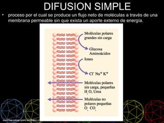 membrana celular | PPT