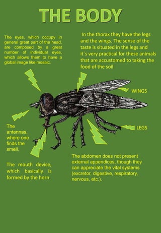 The Fly | PDF