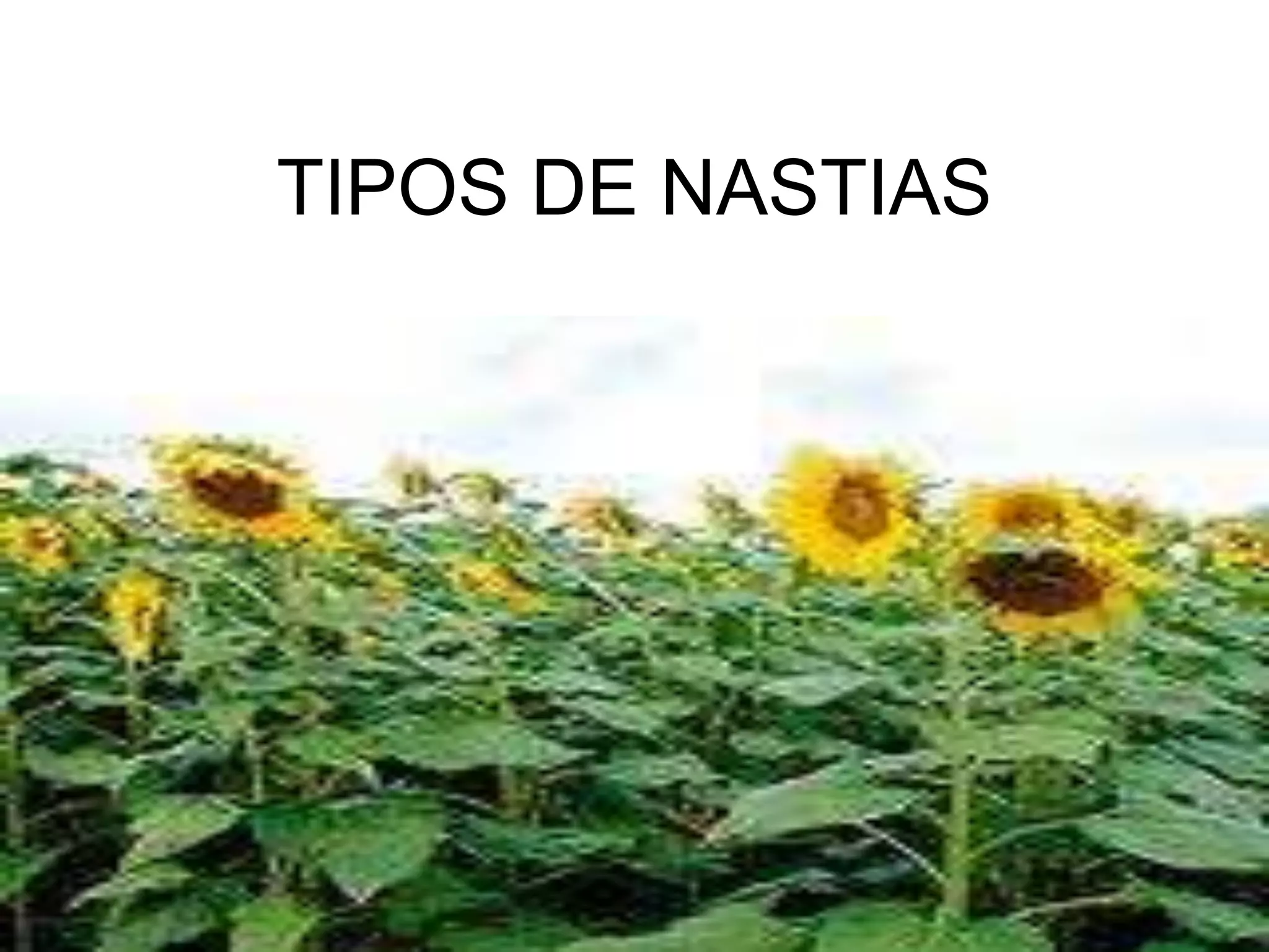 Las nastias | PPTX | Gardening | Home & Garden