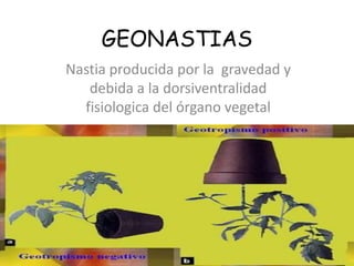 Las nastias | PPTX