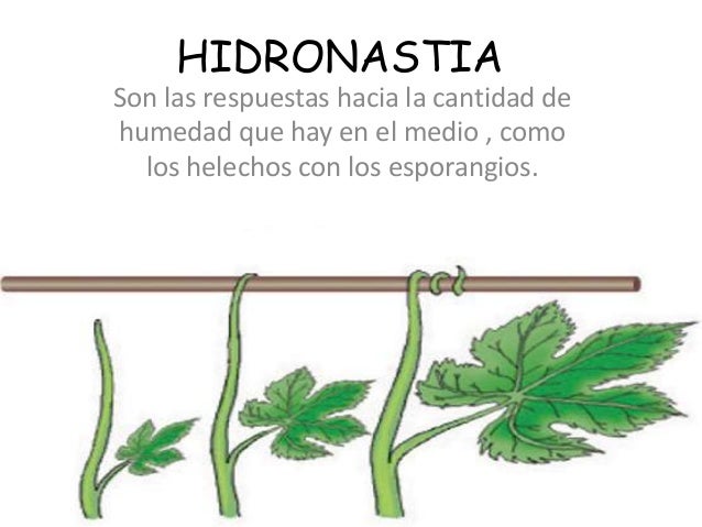 Las nastias