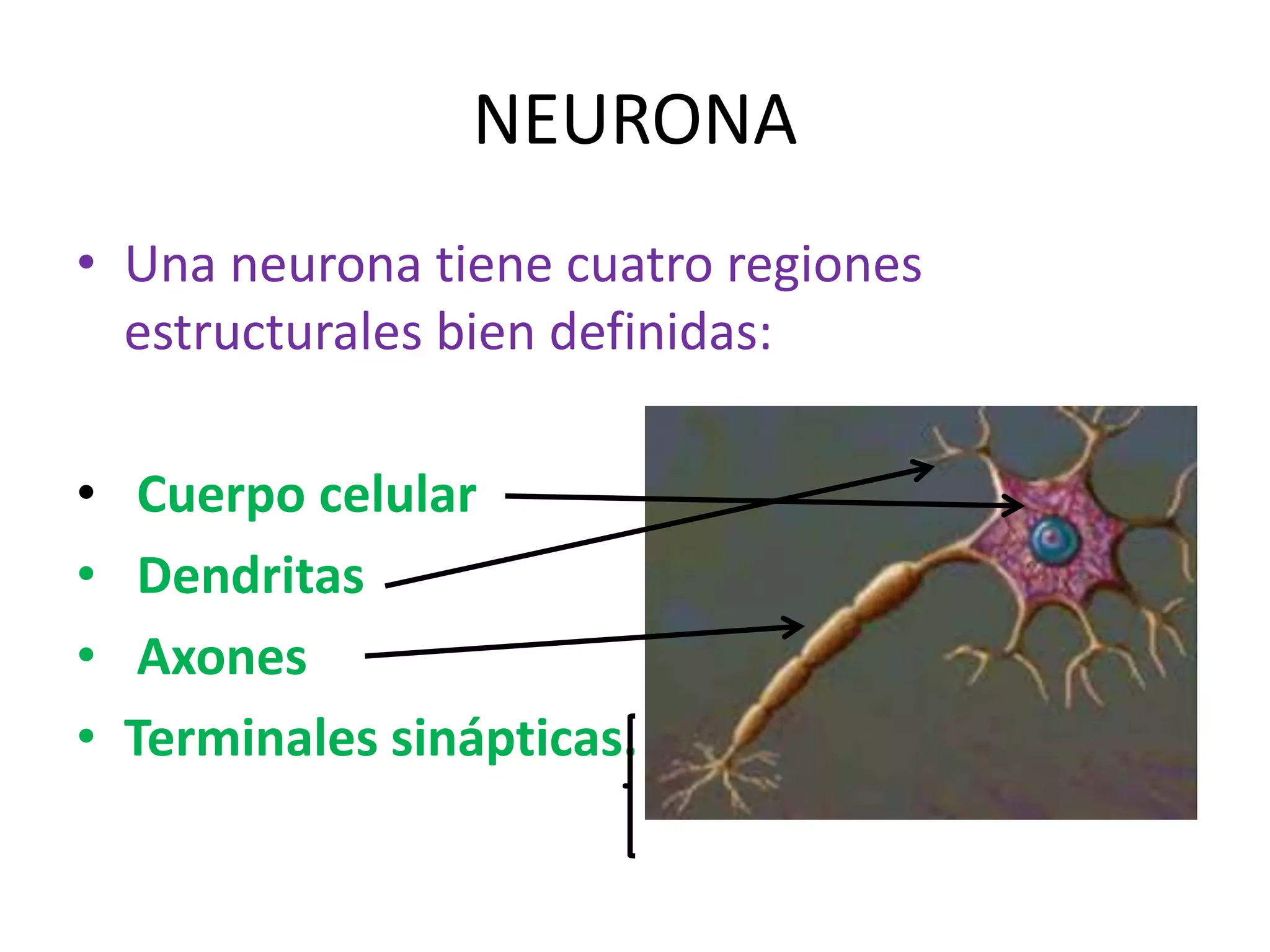 Las neuronas | PPTX