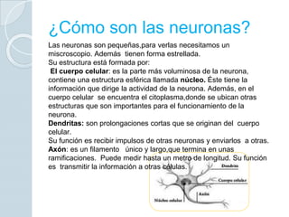 Las neuronas 5 | PPTX