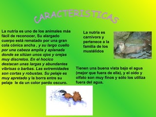Las nutrias | PPT