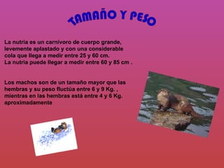 Las nutrias | PPT