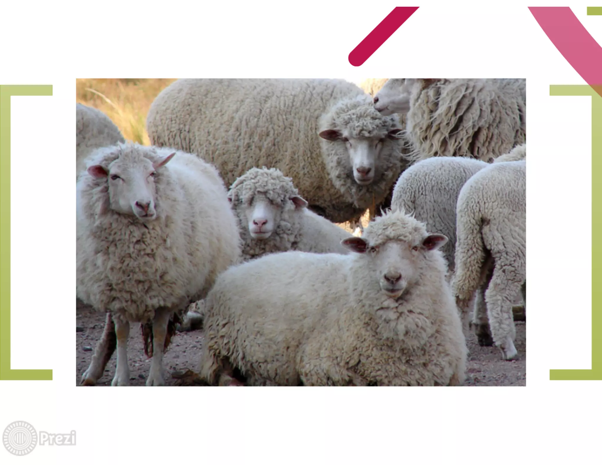 Las ovejas y sus curiosidades | PPT