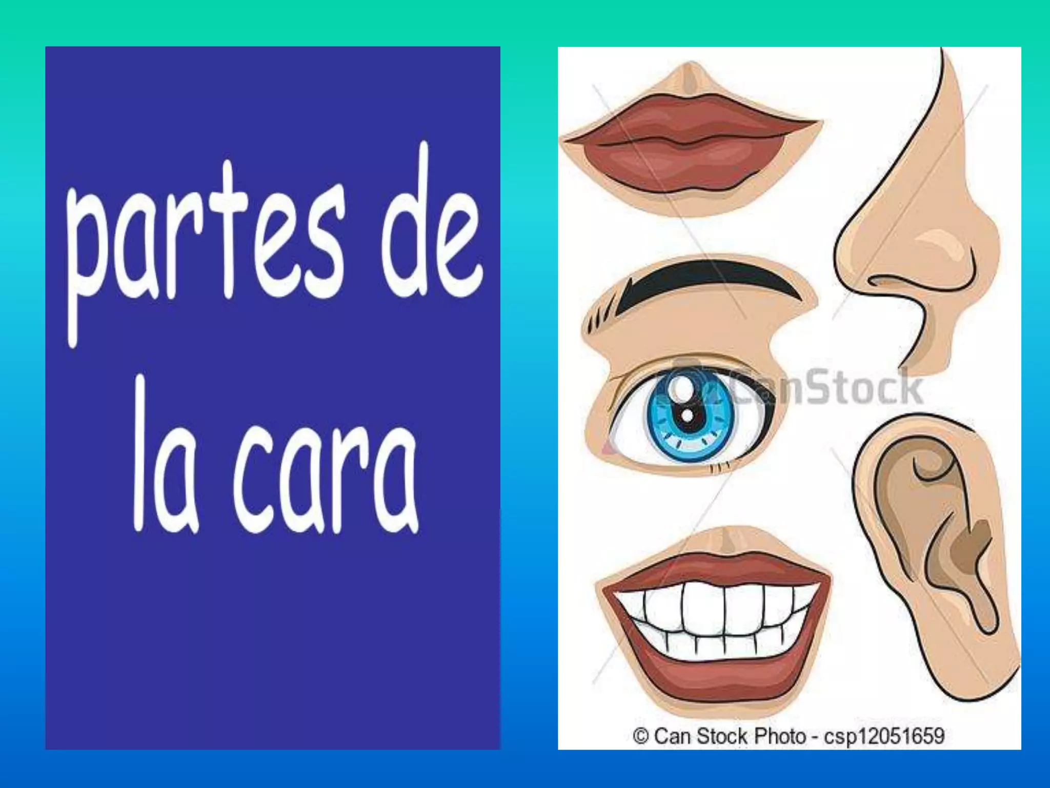 Las partes de la cara | PPTX