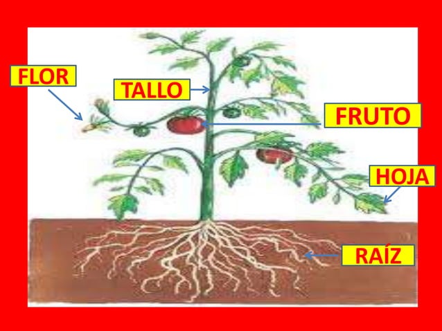Las partes de la planta | PPT