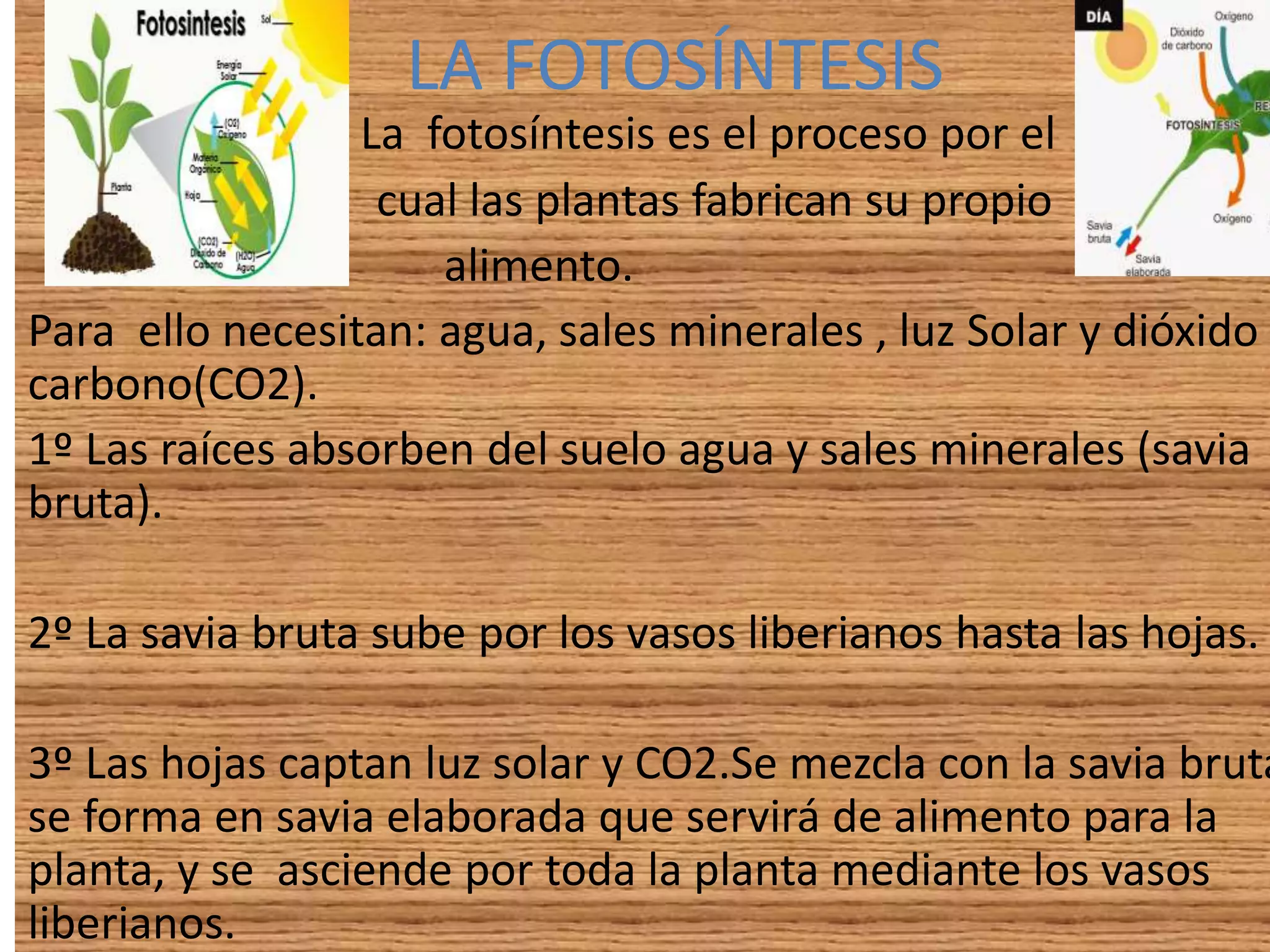 Las partes de la planta | PPTX