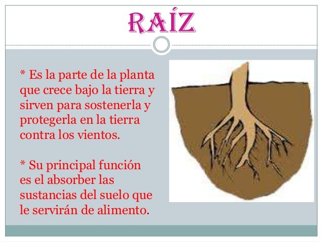 Partes de la raiz para niños - Imagui