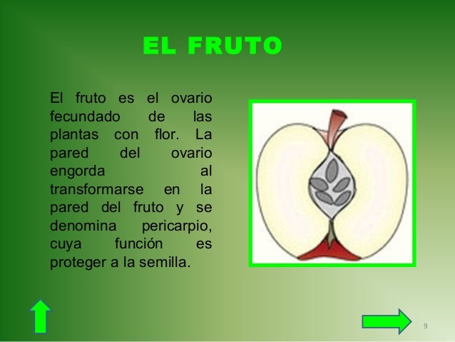 Las partes de las plantas