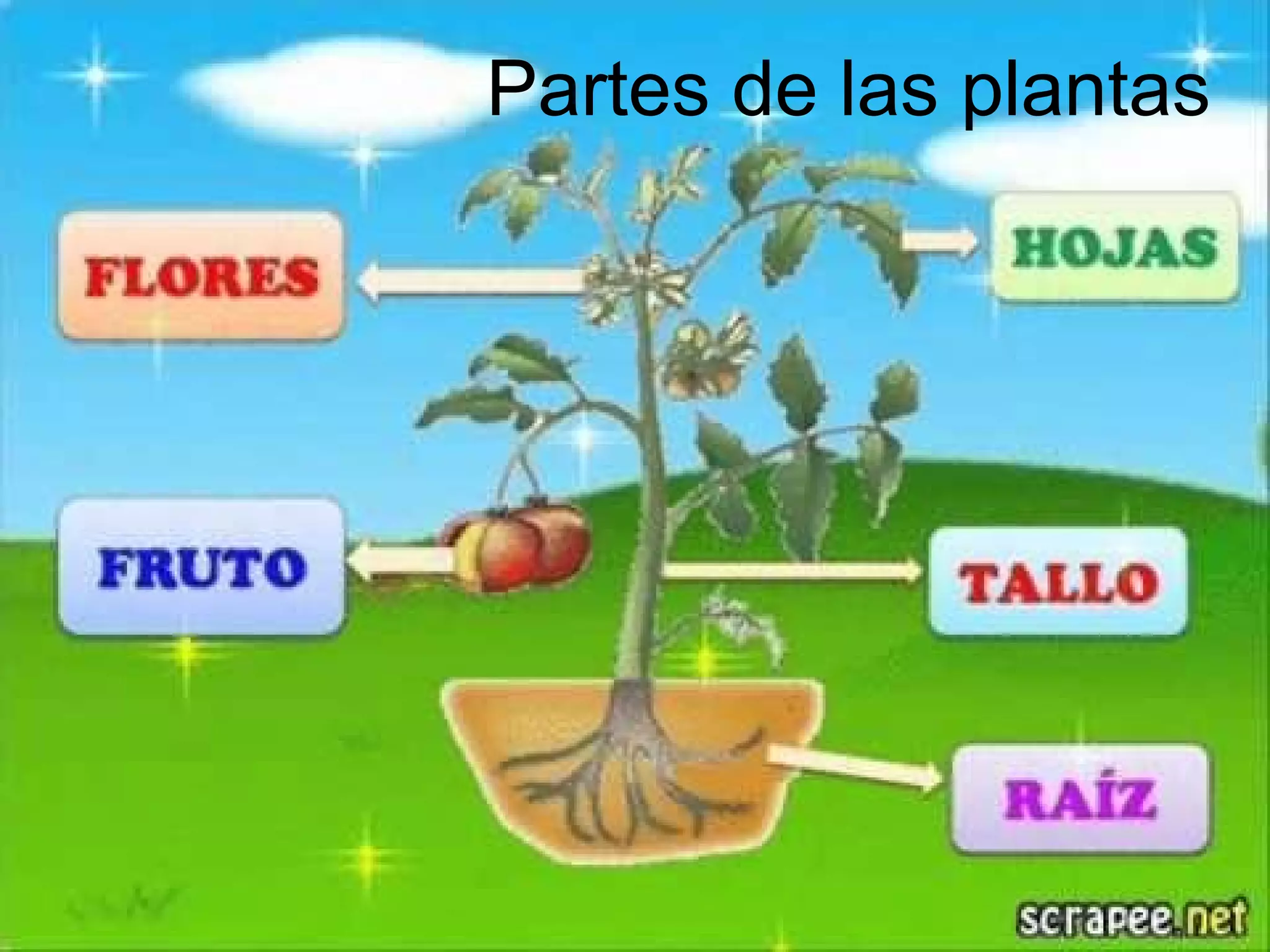 Las partes de las plantas | PPT