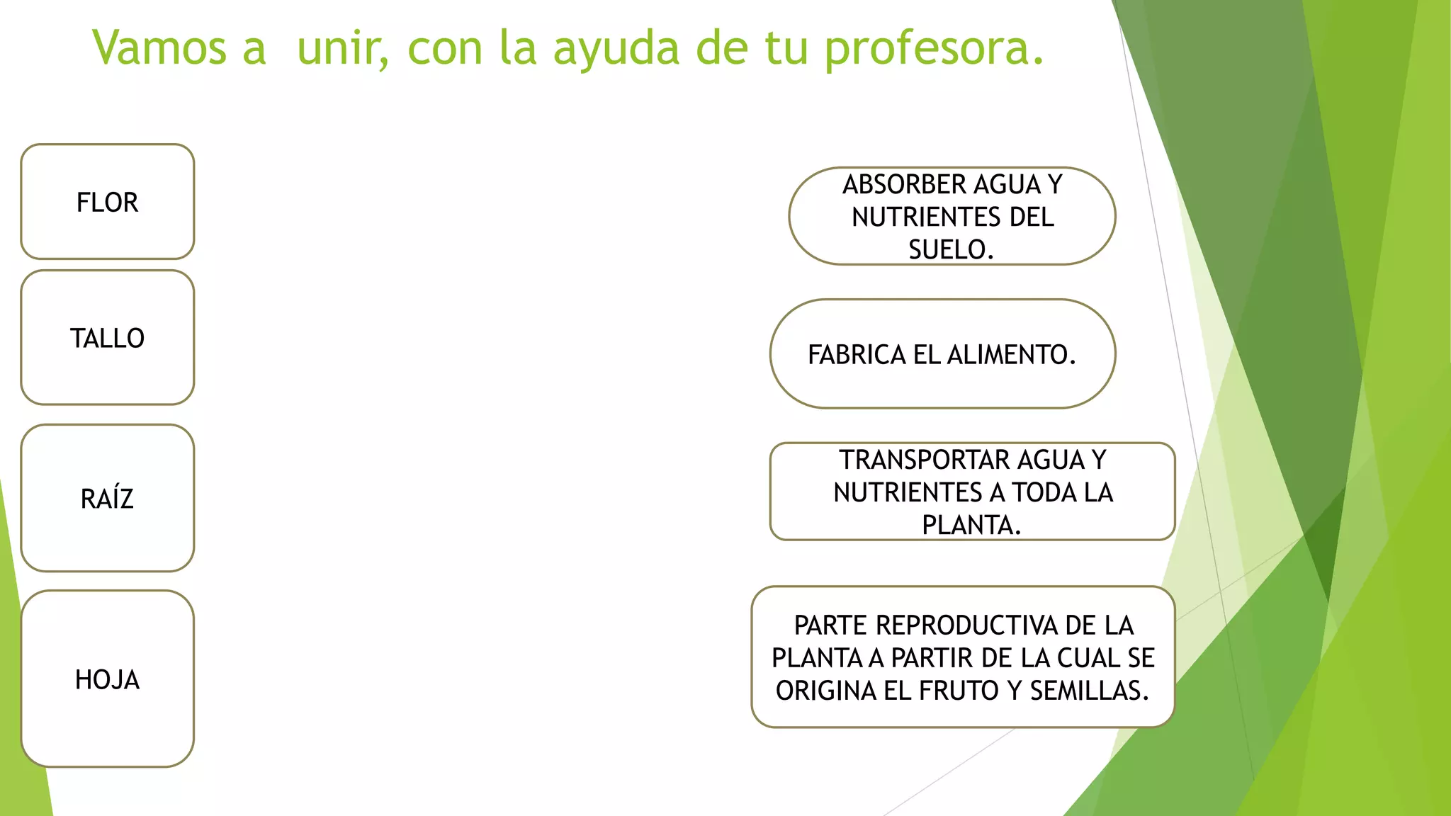 LAS PARTES DE LAS PLANTAS 1.pptx