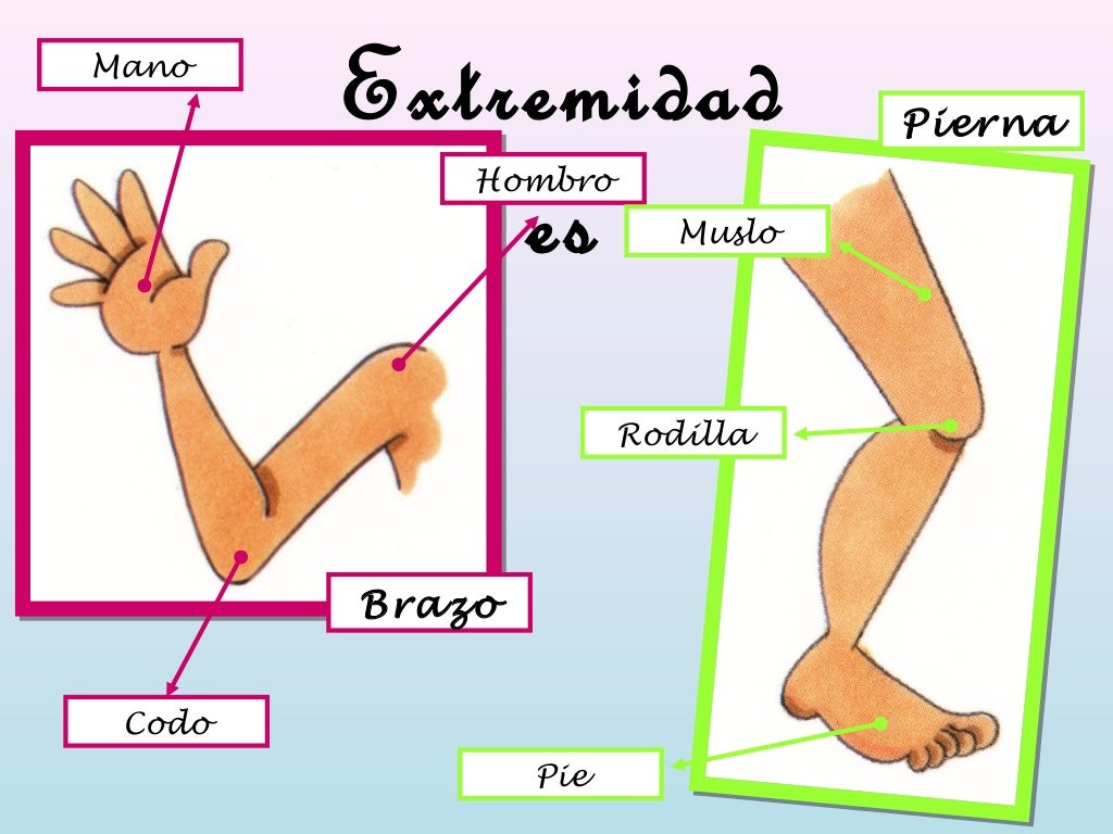 Las partes del cuerpo