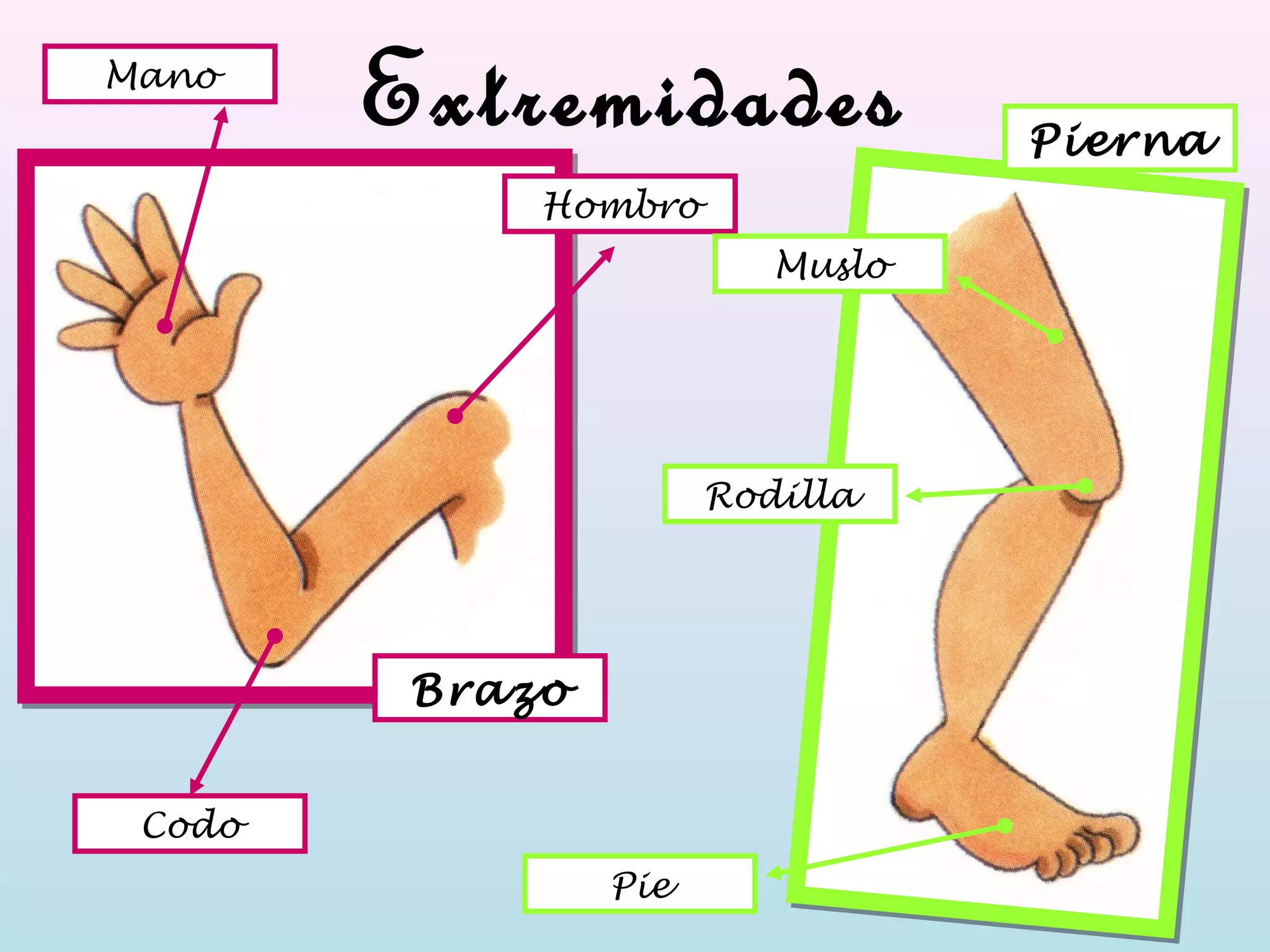 Las partes del cuerpo i la ropa | PPT