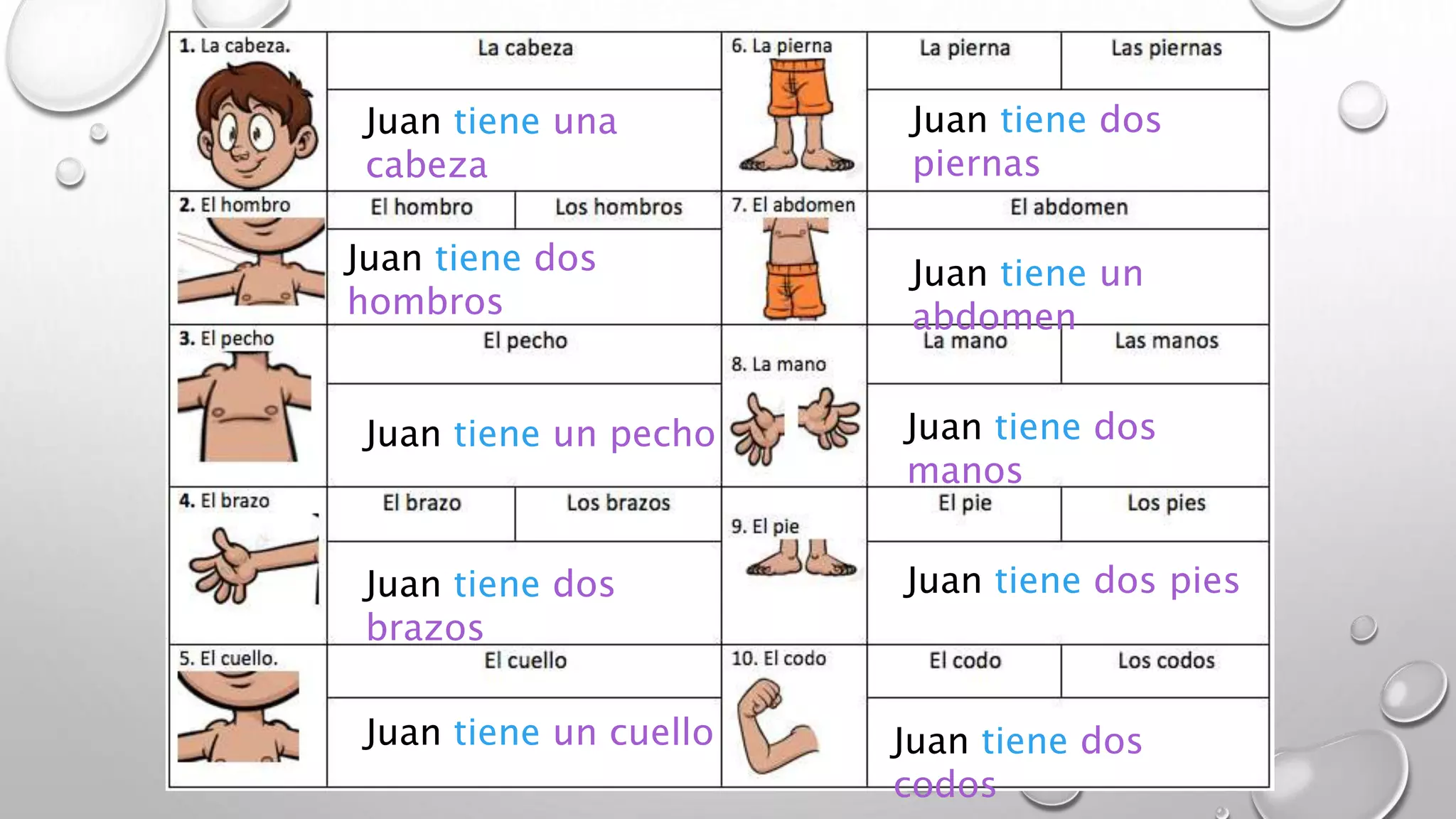 Las partes del cuerpo y expresiones | PPTX