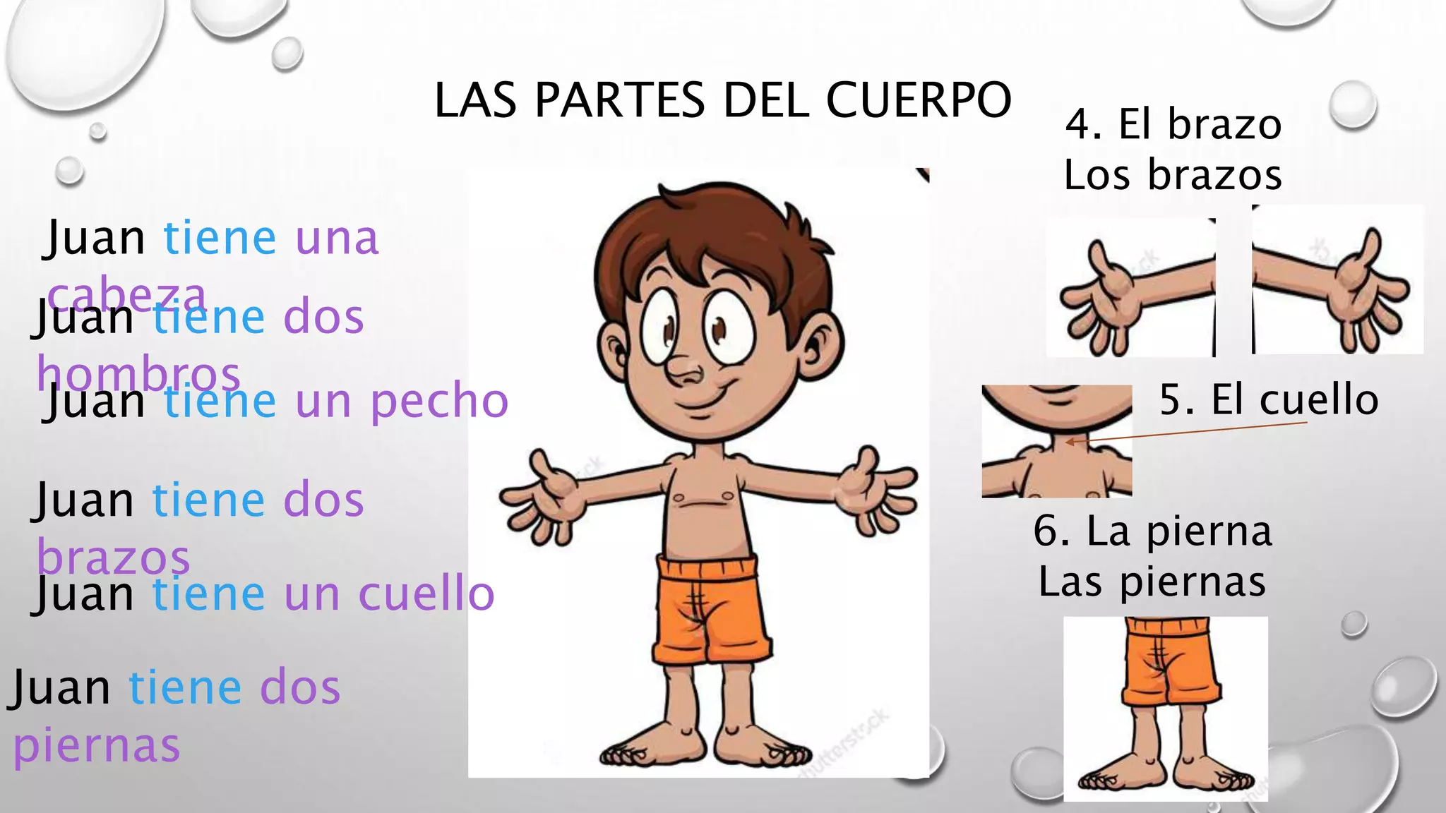 Las partes del cuerpo y expresiones | PPTX