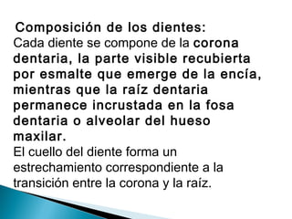 Las partes del diente | PPT