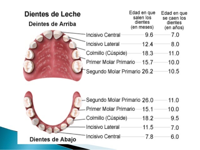 Las partes del diente