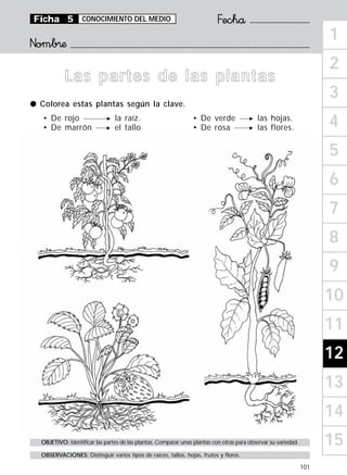 Las partes de una planta | PDF