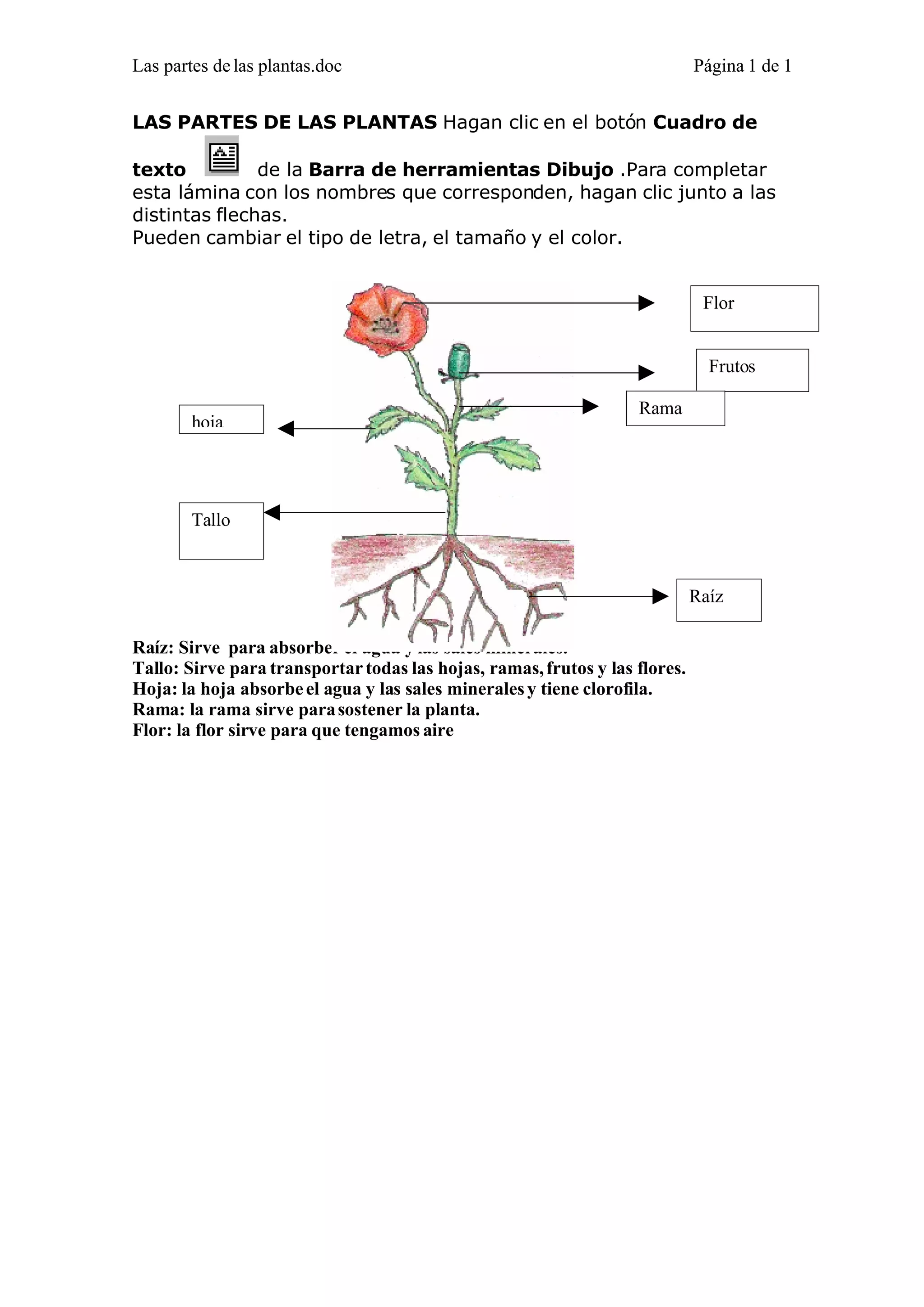 Hoja De Trabajo Sobre Las Partes Y Funciones De Las Plantas Las Partes