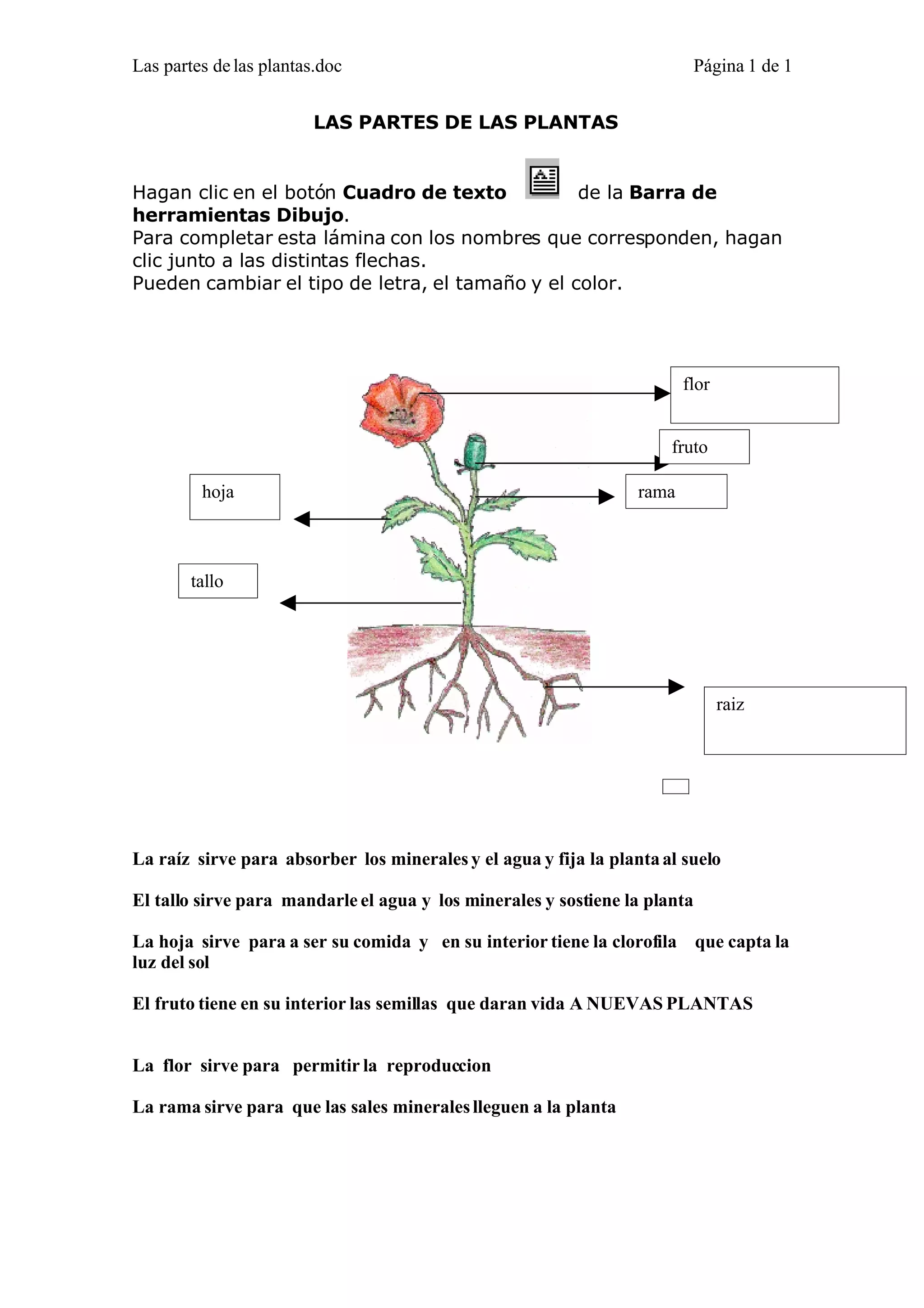 Hoja De Trabajo Sobre Las Partes Y Funciones De Las Plantas Las Partes