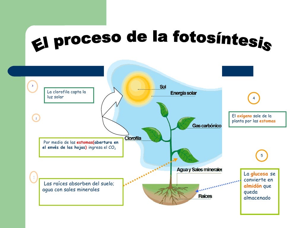 Las Plantas 