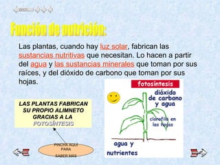 Las Plantas | PPT