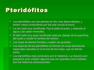 Las Plantas | PPT